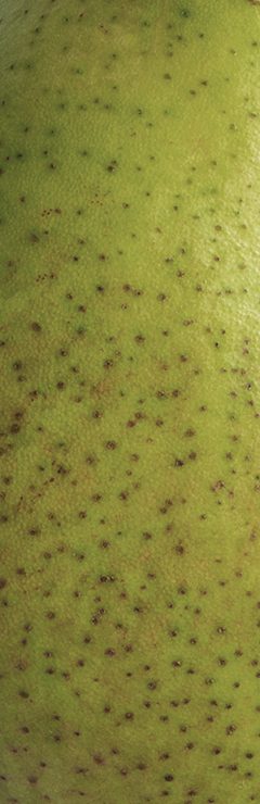 Camino THC/CBD Sparkling Pear Cannabis Gummies | Kiva Confections