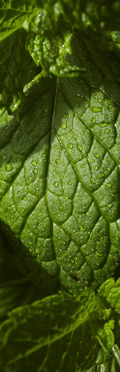 Petra Moroccan Mint Cannabis Edible | Kiva Confections